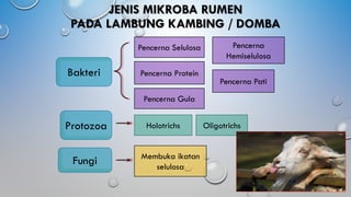 Pengenalan kebutuhan pakan ruminansia | PDF