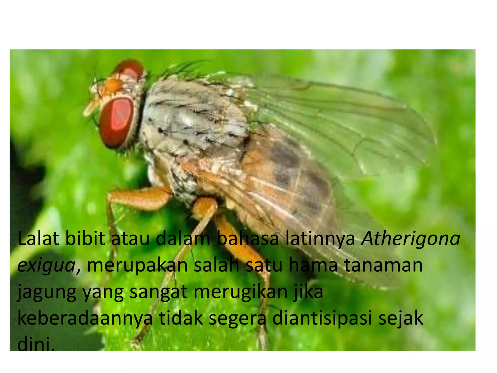 PENGENALAN LALAT BIBIT.pptx