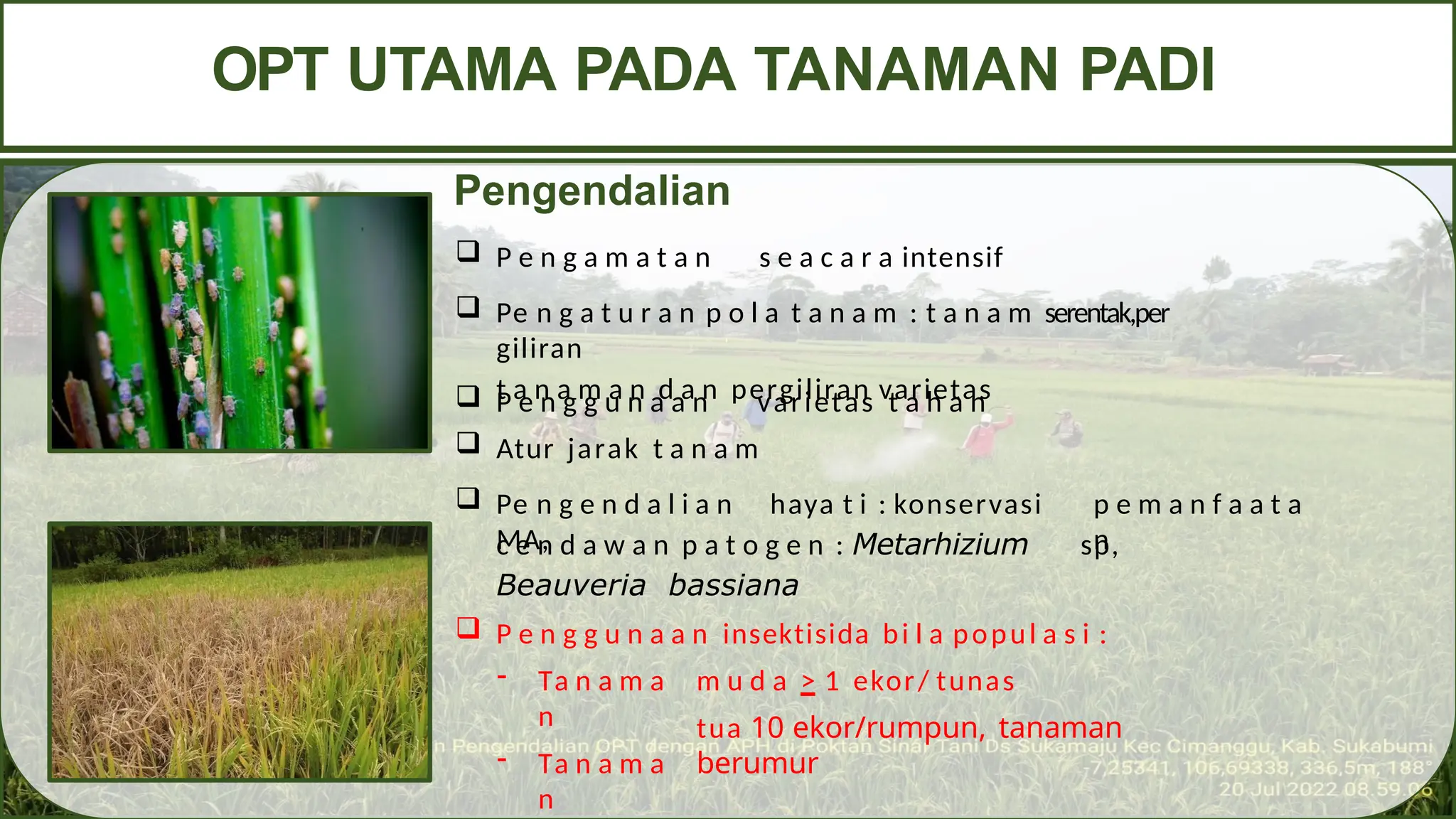PENGENALAN OPT TANAMAN PADI SAWAH PADA PERTEMUAN RUTIN UPTD PERTANIAn ...