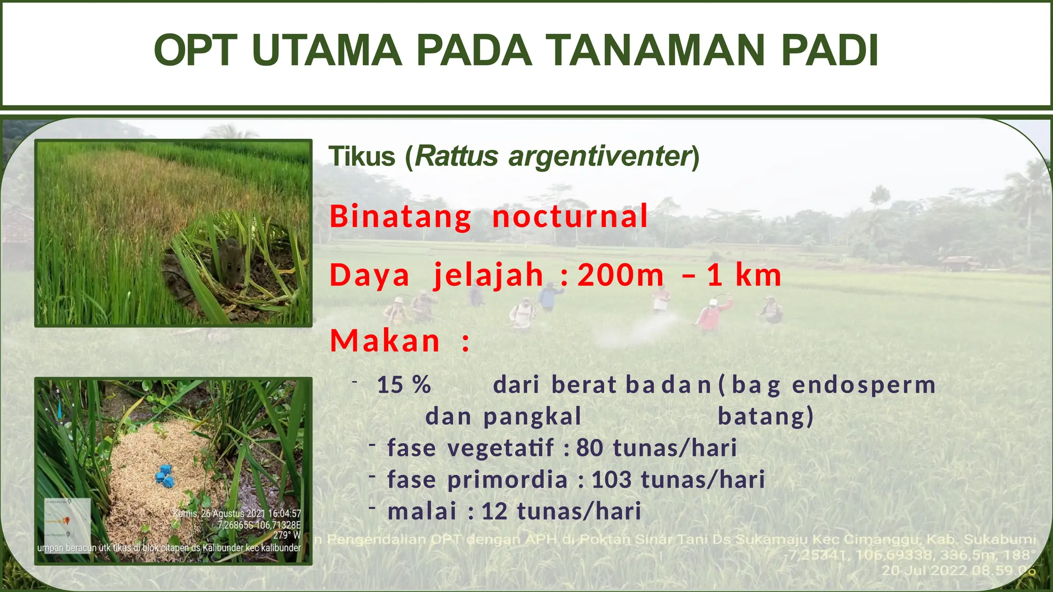 PENGENALAN OPT TANAMAN PADI SAWAH PADA PERTEMUAN RUTIN UPTD PERTANIAn ...
