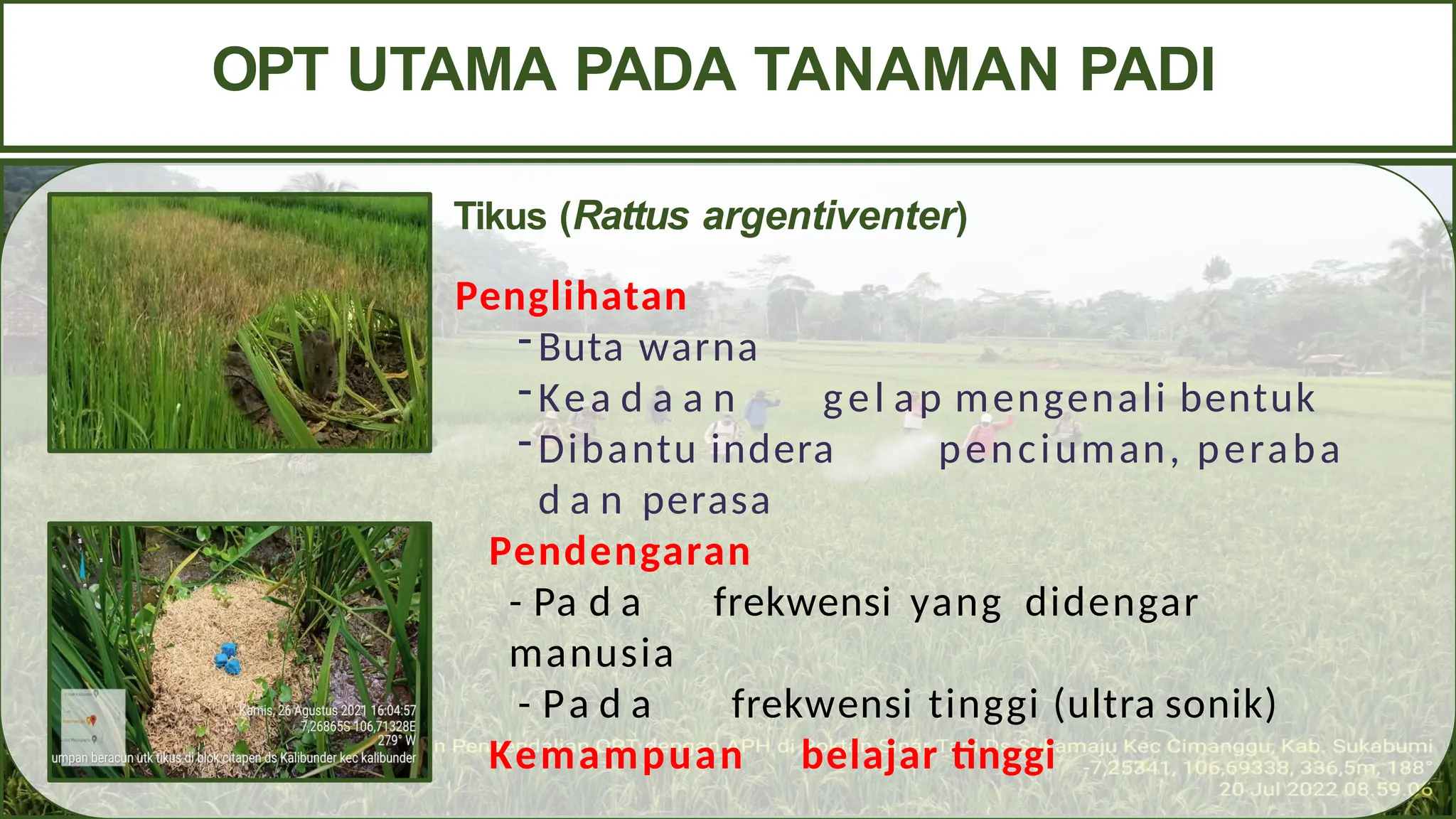 PENGENALAN OPT TANAMAN PADI SAWAH PADA PERTEMUAN RUTIN UPTD PERTANIAn ...