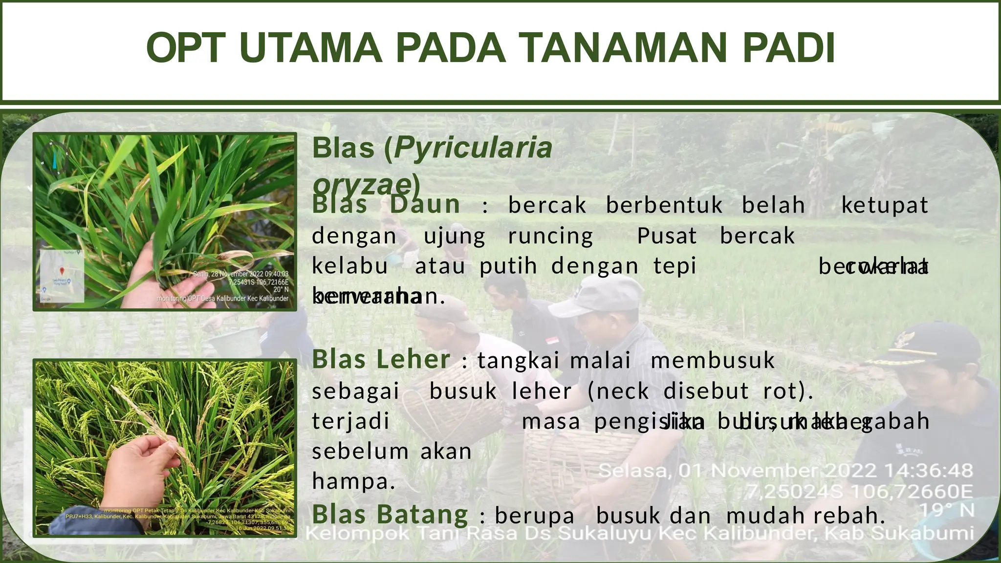 PENGENALAN OPT TANAMAN PADI SAWAH PADA PERTEMUAN RUTIN UPTD PERTANIAn ...