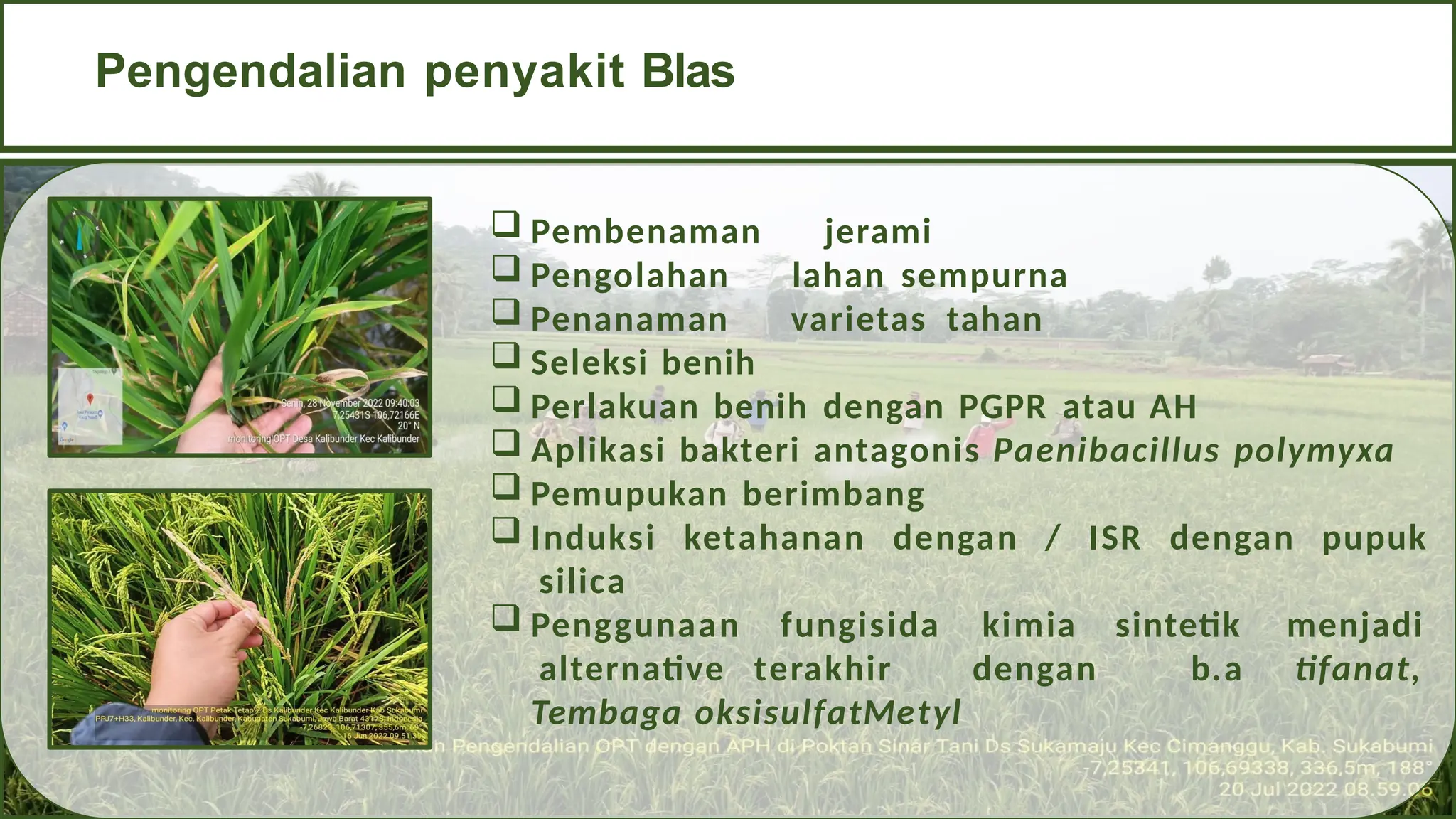 PENGENALAN OPT TANAMAN PADI SAWAH PADA PERTEMUAN RUTIN UPTD PERTANIAn ...