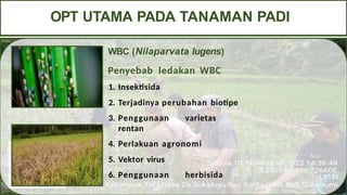 PENGENALAN OPT TANAMAN PADI SAWAH PADA PERTEMUAN RUTIN UPTD PERTANIAn ...