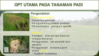 PENGENALAN OPT TANAMAN PADI SAWAH PADA PERTEMUAN RUTIN UPTD PERTANIAn ...