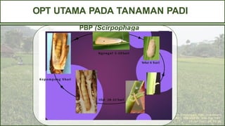 PENGENALAN OPT TANAMAN PADI SAWAH PADA PERTEMUAN RUTIN UPTD PERTANIAn ...