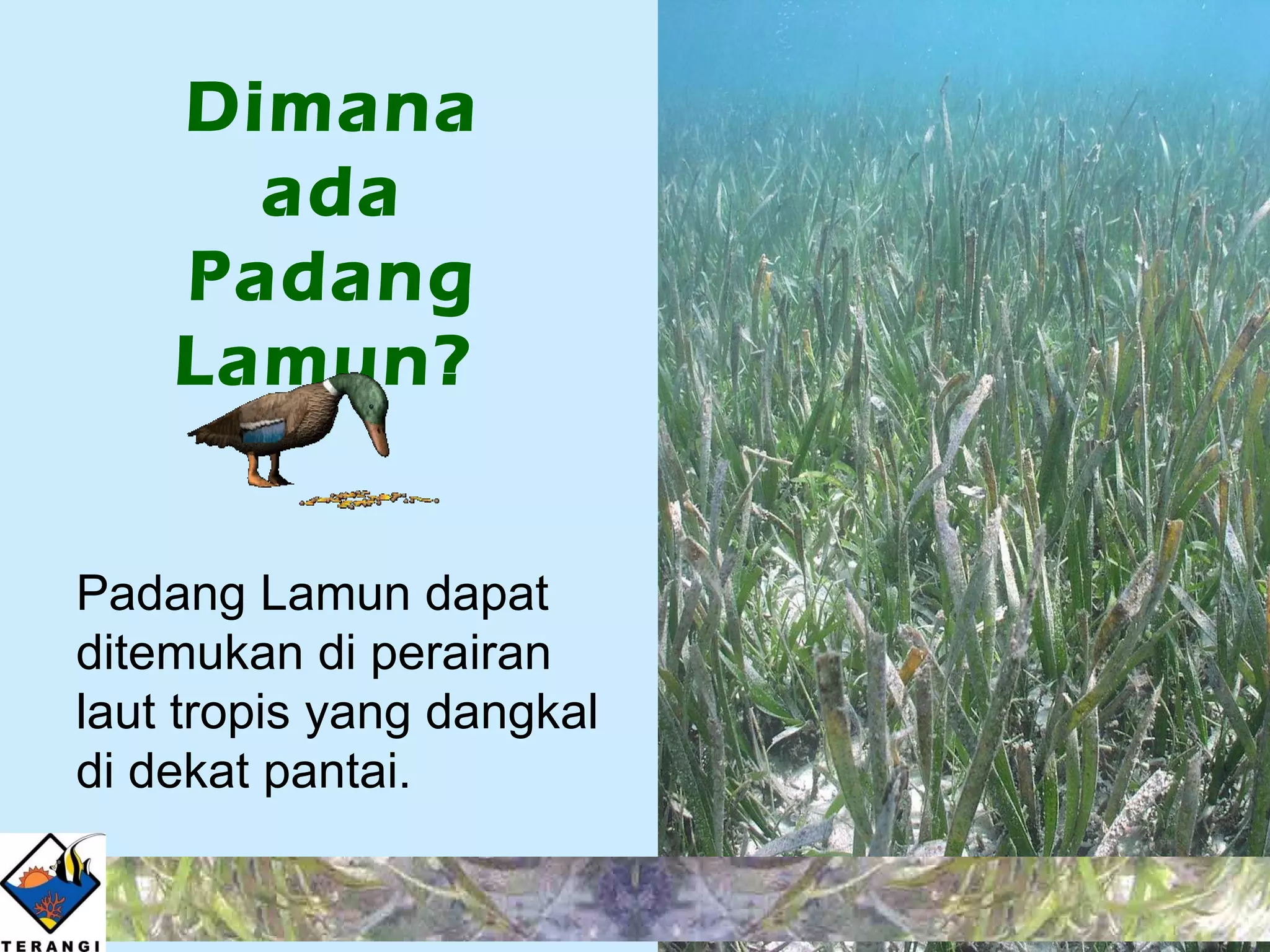 Pengenalan padang lamun | PPT