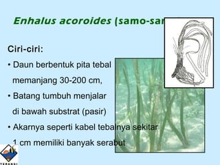 Pengenalan padang lamun | PPT