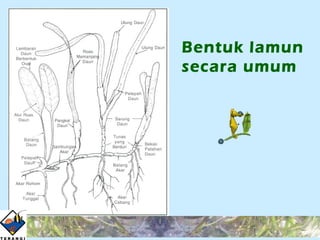 Pengenalan padang lamun | PPT