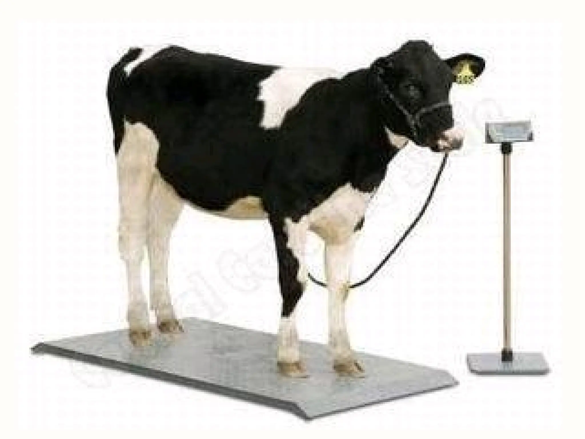 Pengenalan dan Pencegahan Berbagai Penyakit pada Sapi Potong untuk ...