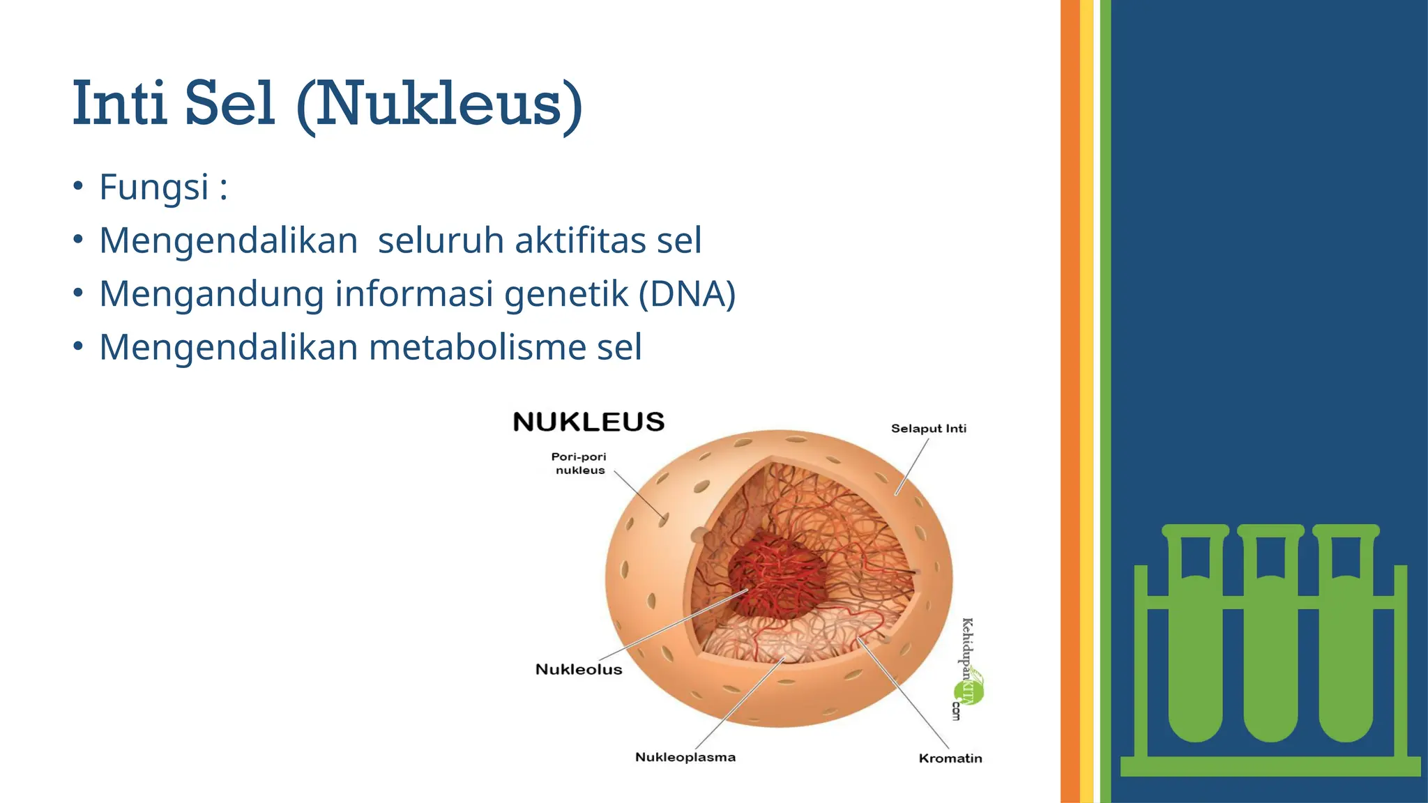 Pengenalan_Sel.pptx sel tumbuhan dan sel hewan perbedaan | PPTX
