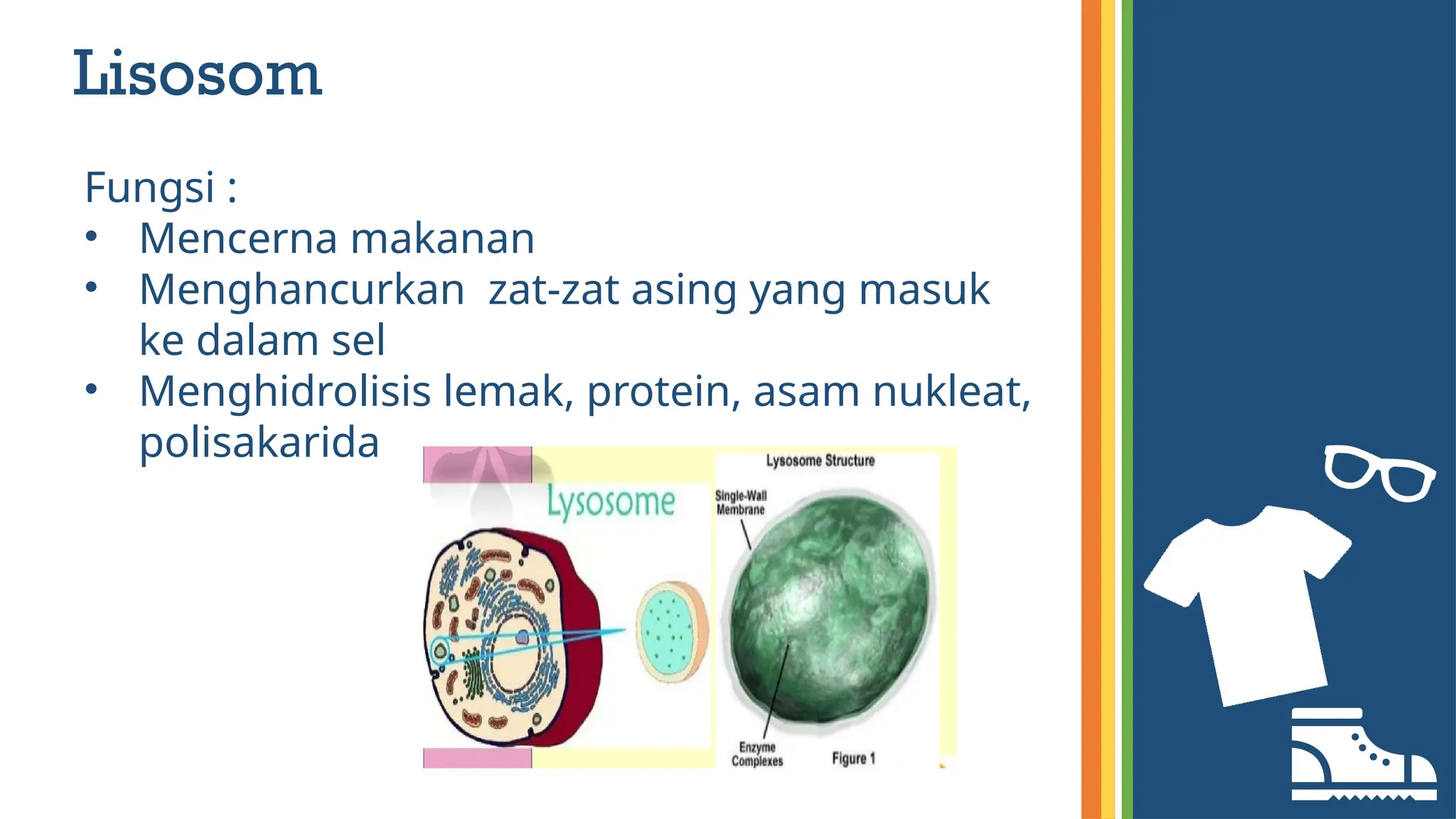 Pengenalan_Sel.pptx sel tumbuhan dan sel hewan perbedaan | PPTX