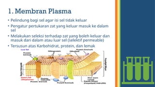 Pengenalan_Sel.pptx sel tumbuhan dan sel hewan perbedaan | PPTX