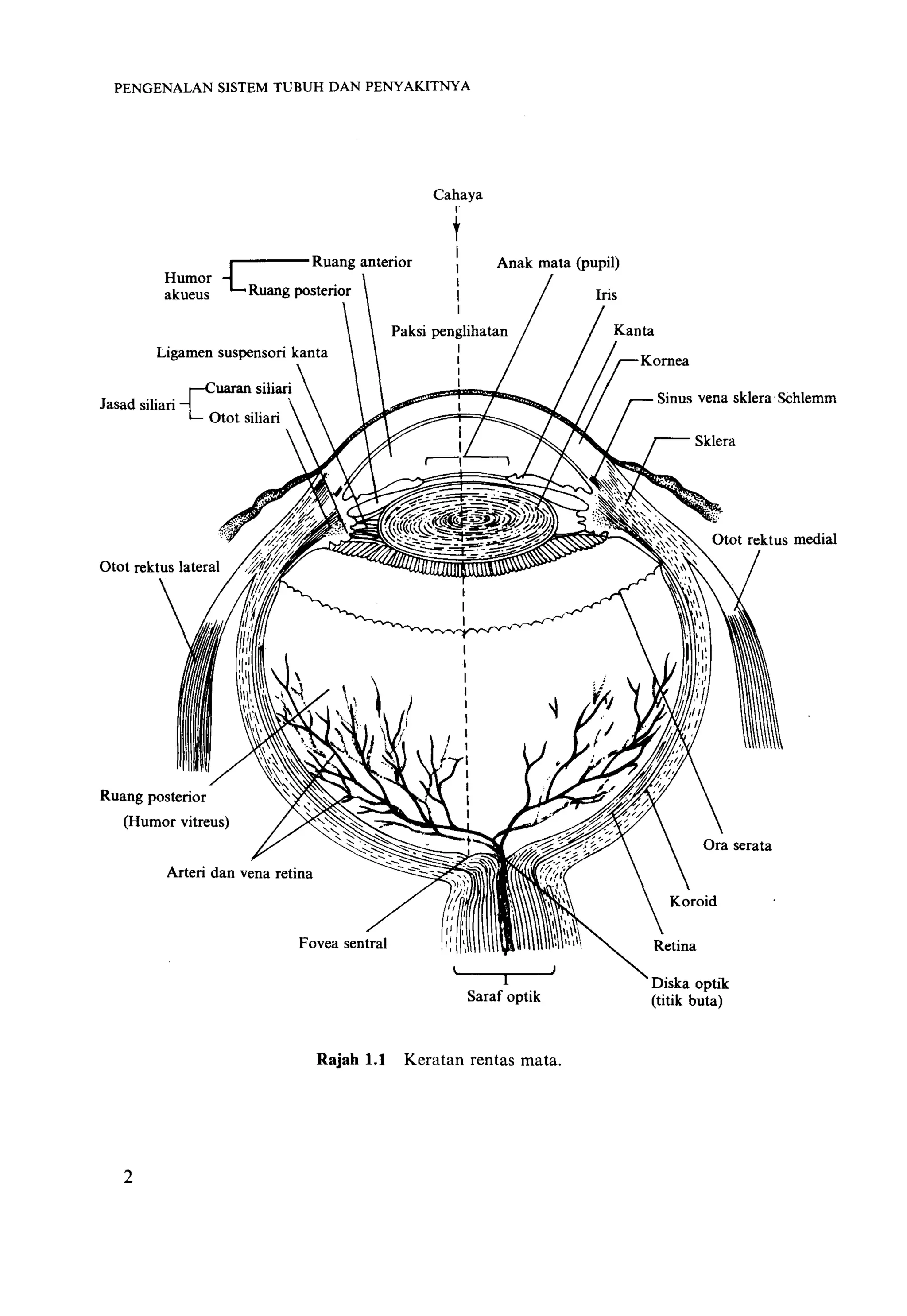 Pengenalan sistem tubuh dan penyakitnya | PDF