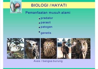 Pengendalian tikus-sawah | PPTX