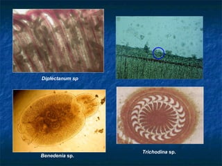 Pengendalian dan penanggulangan hama penyakit ikan | PPT