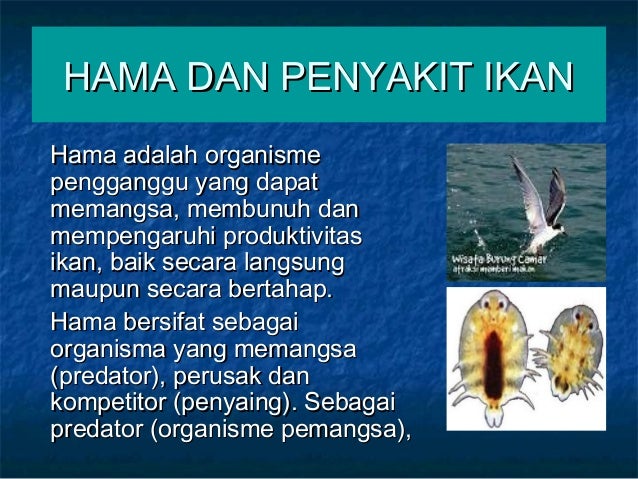 Pengendalian dan penanggulangan hama penyakit ikan