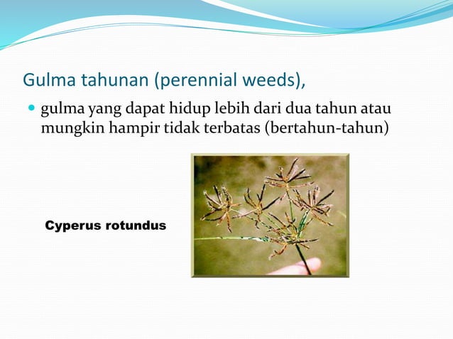 Pengendalian Gulma | PPTX