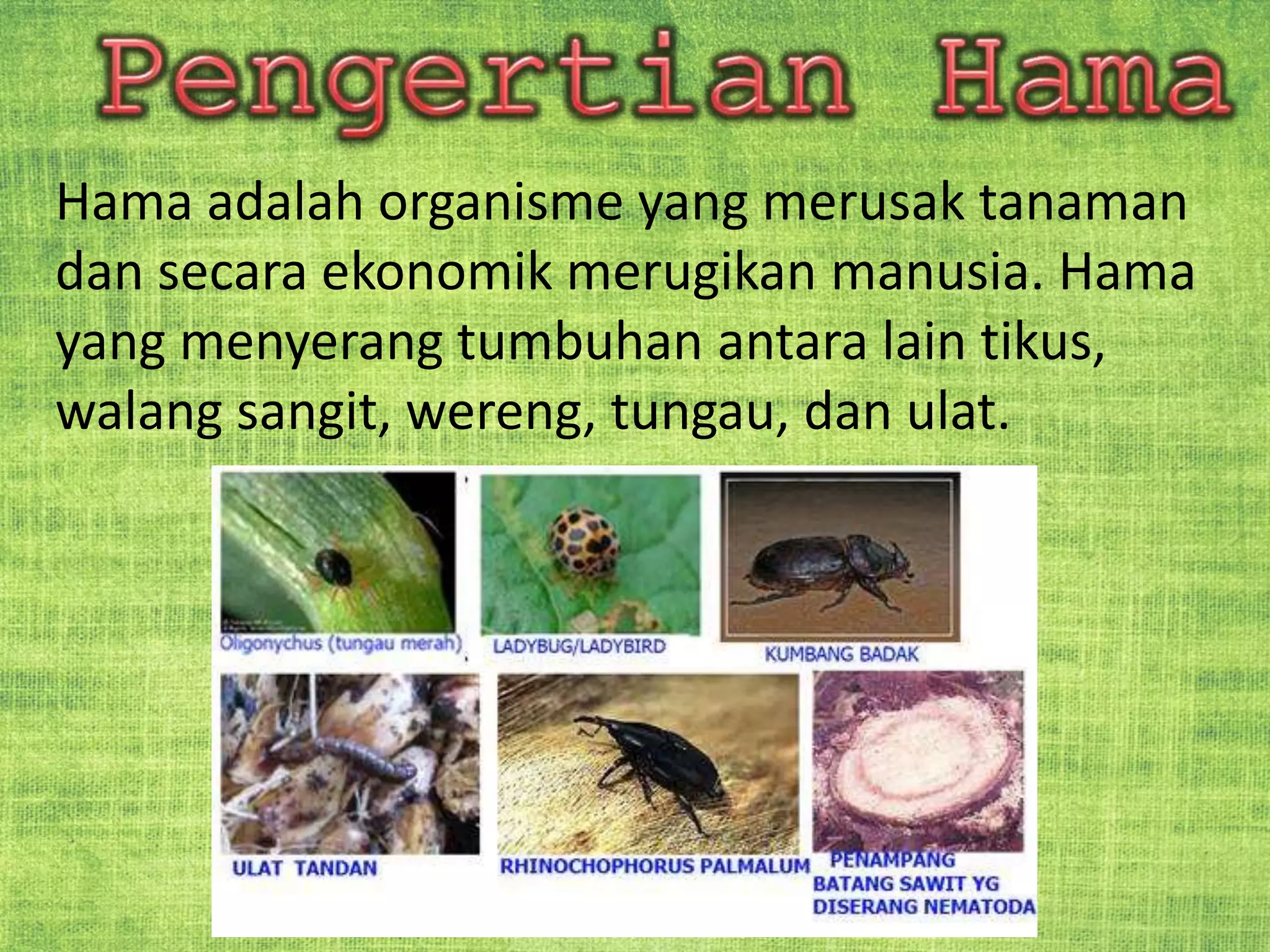 Pengendalian hama | PPTX