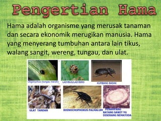 Pengendalian hama | PPTX