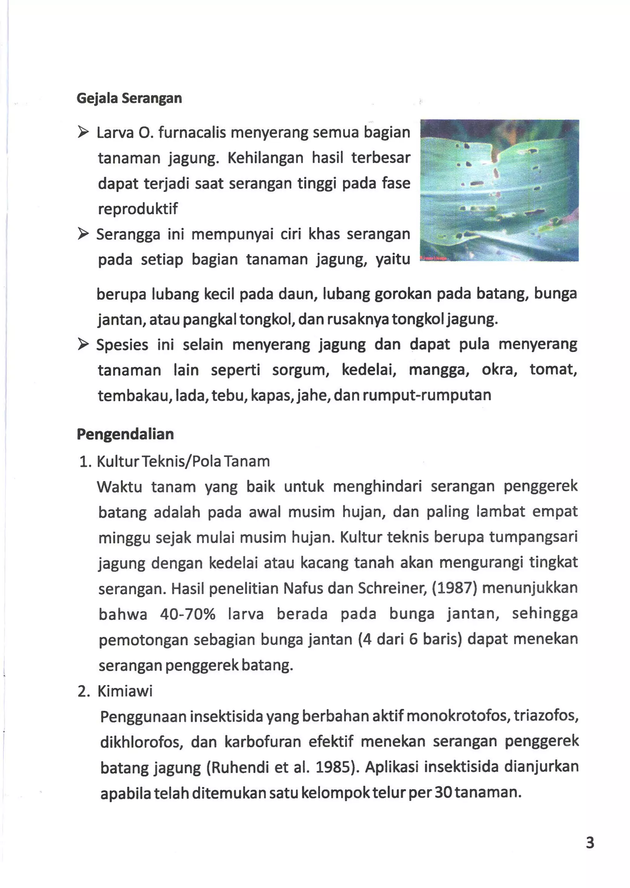 Pengendalian hama dan penyakit penting pada tanaman jagung | PDF