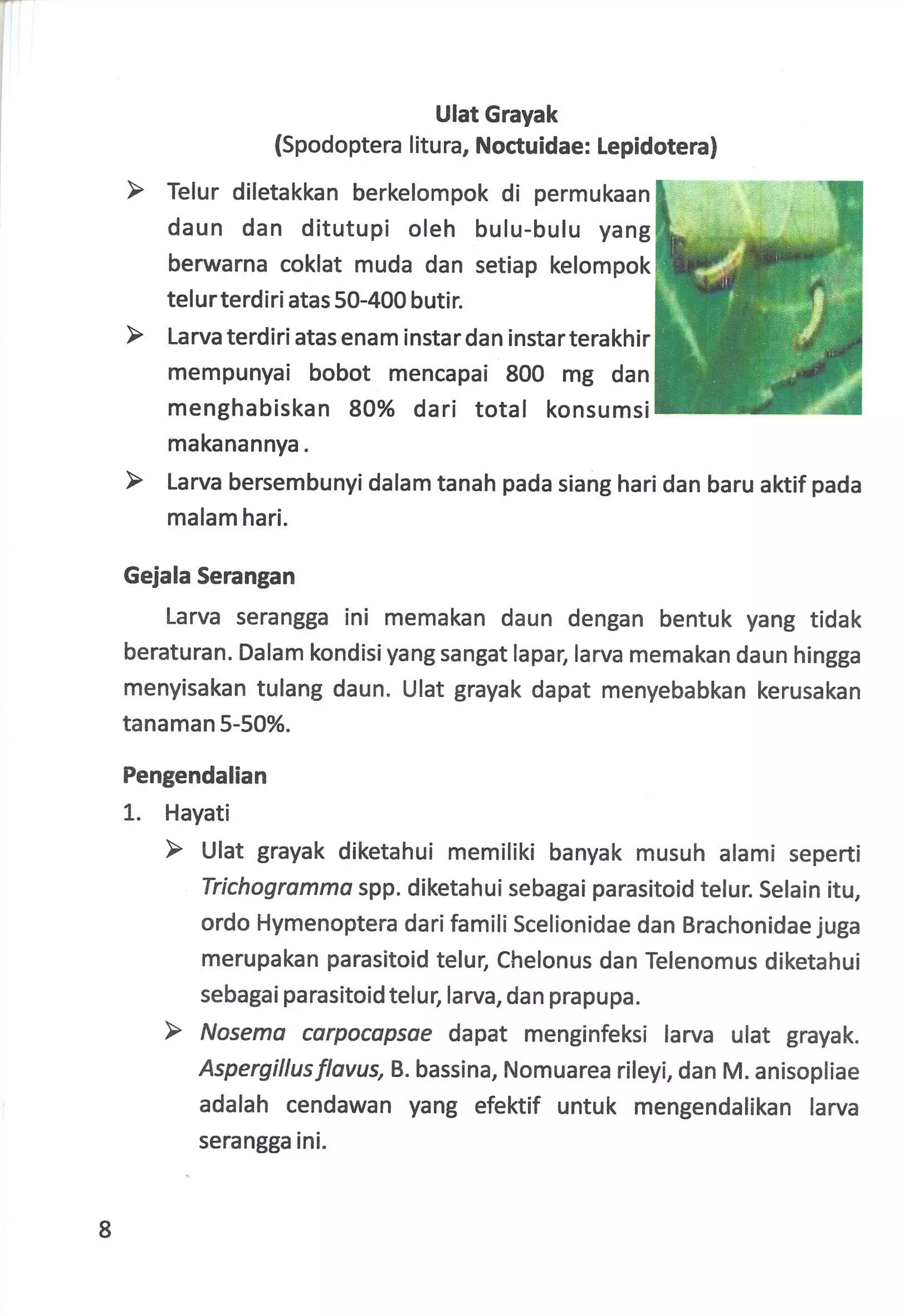 Pengendalian hama dan penyakit penting pada tanaman jagung | PDF