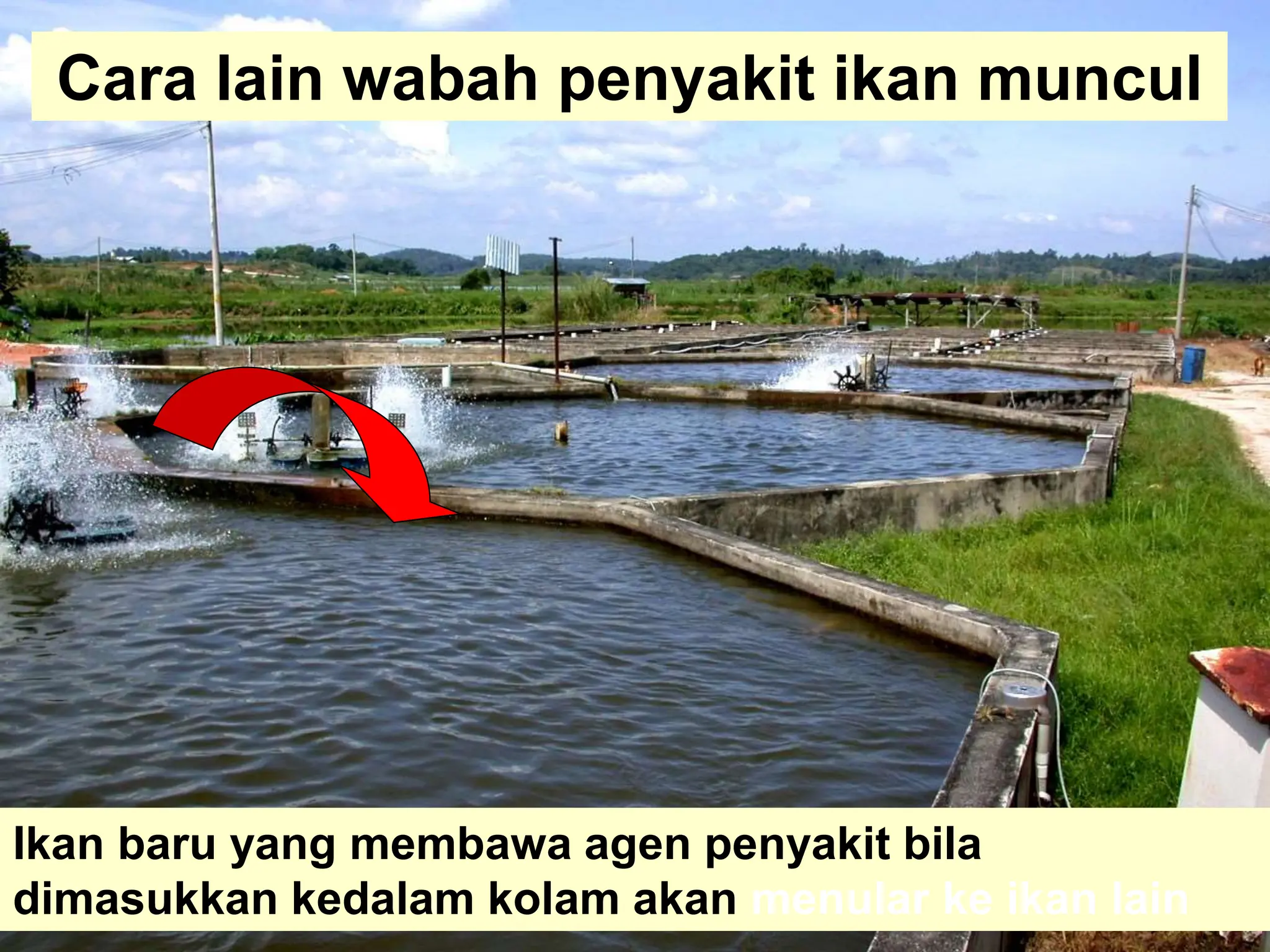 pengendalian hama penyakit untuk ikan .ppt