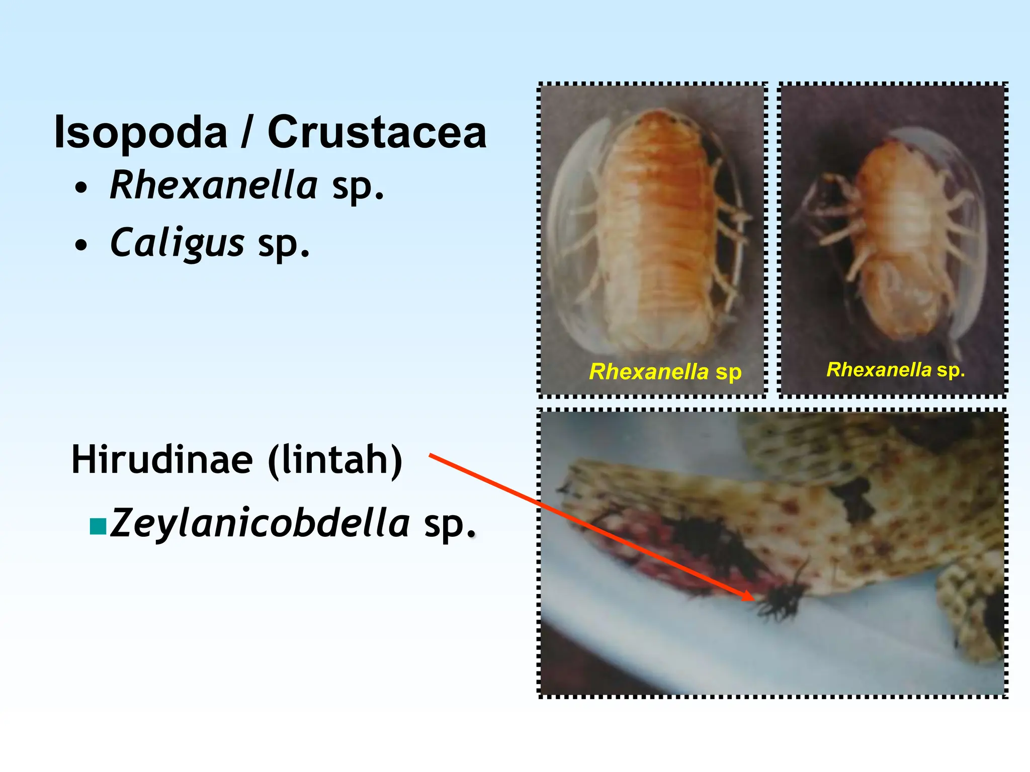 pengendalian hama penyakit untuk ikan .ppt