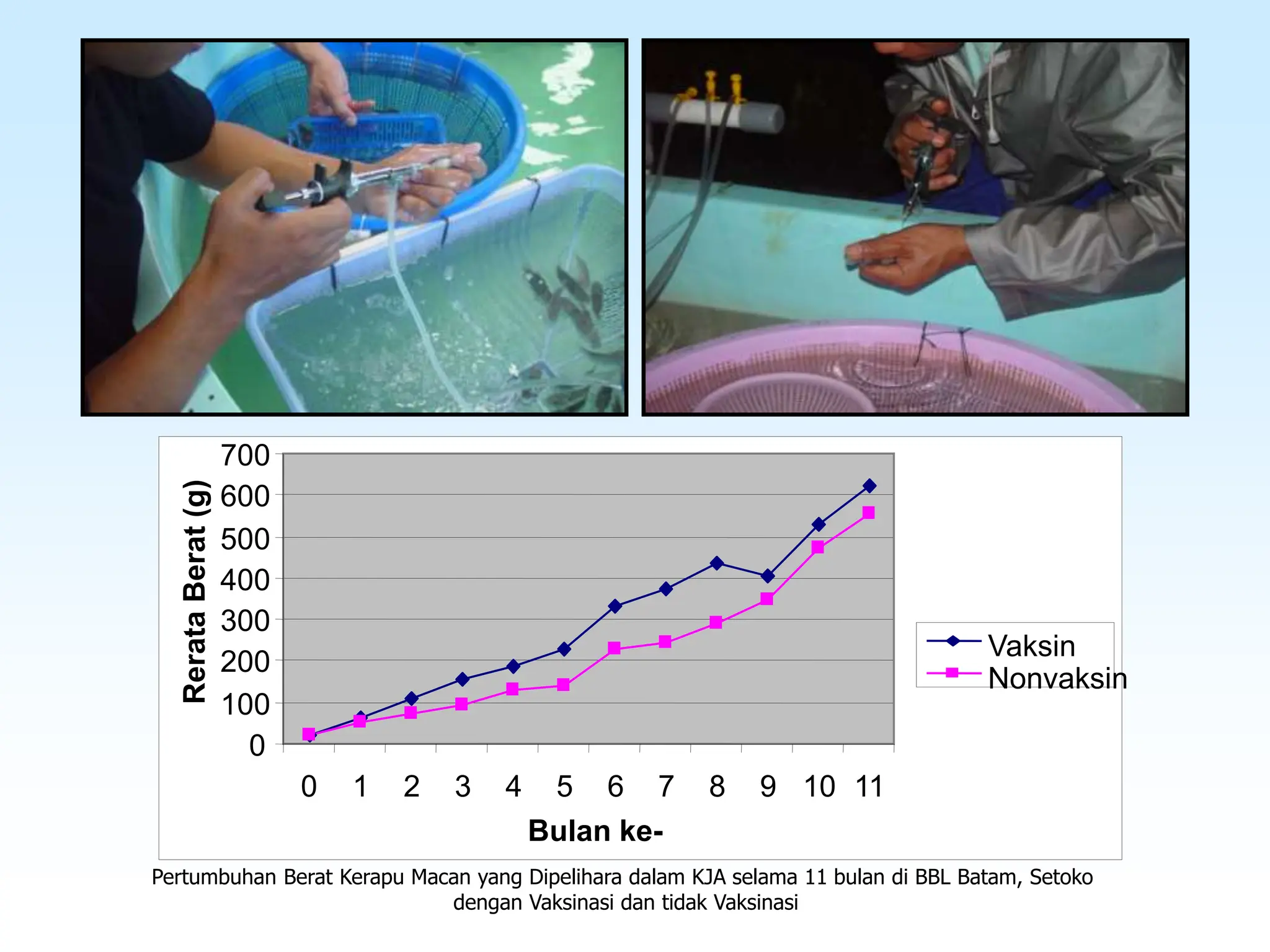 pengendalian hama penyakit untuk ikan .ppt