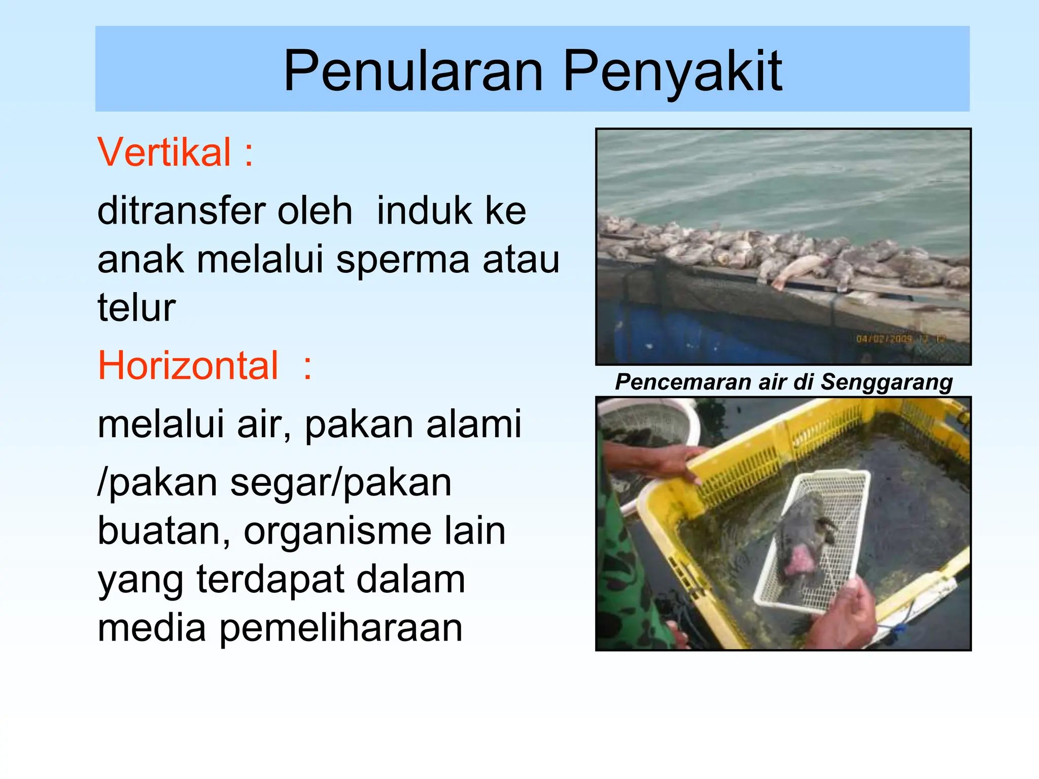 pengendalian hama penyakit untuk ikan .ppt