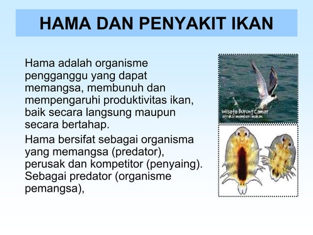 pengendalian hama penyakit untuk ikan .ppt