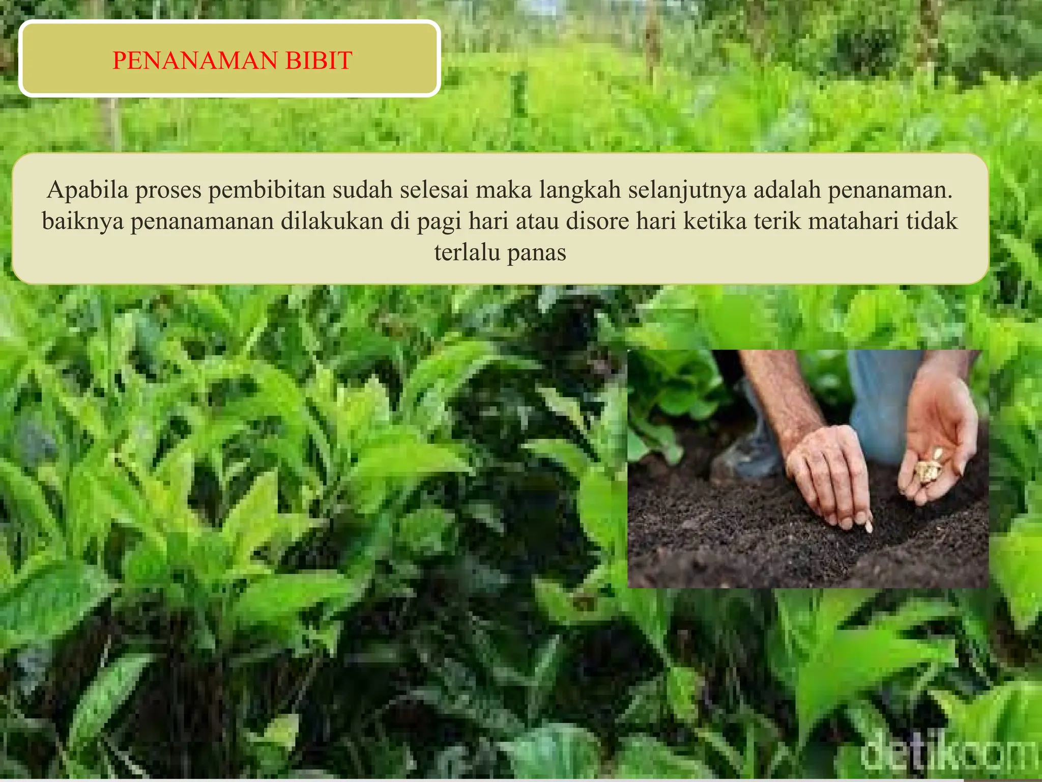 PENGENDALIAN HAMA SECARA SEDERHANA P5.pptx