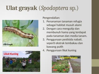 PENGENDALIAN HAMA SECARA SEDERHANA P5.pptx