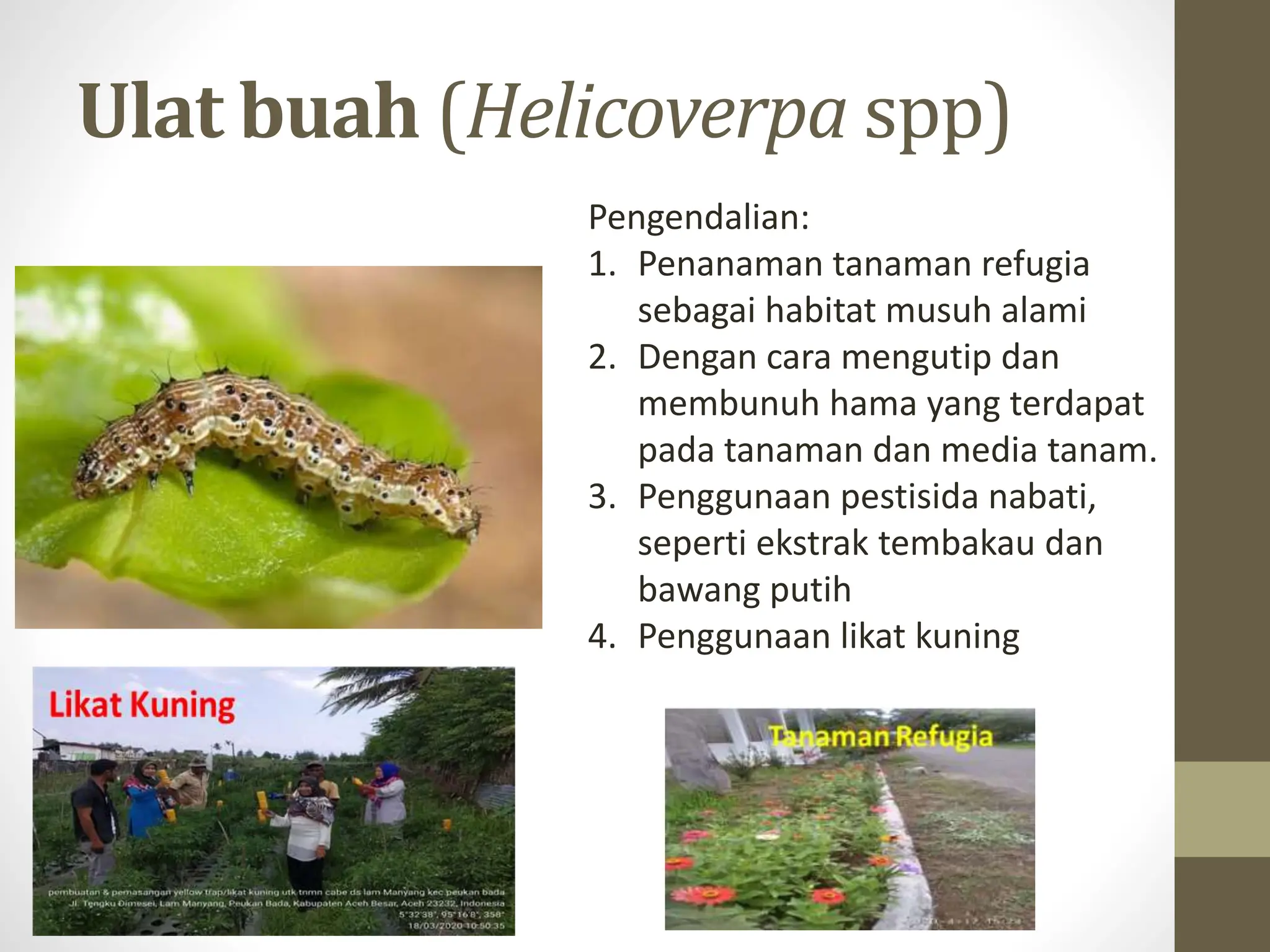 PENGENDALIAN_HAMA_SECARA_SEDERHANA_UNTUK_TANAMAN_DI_LAHAN.pptx