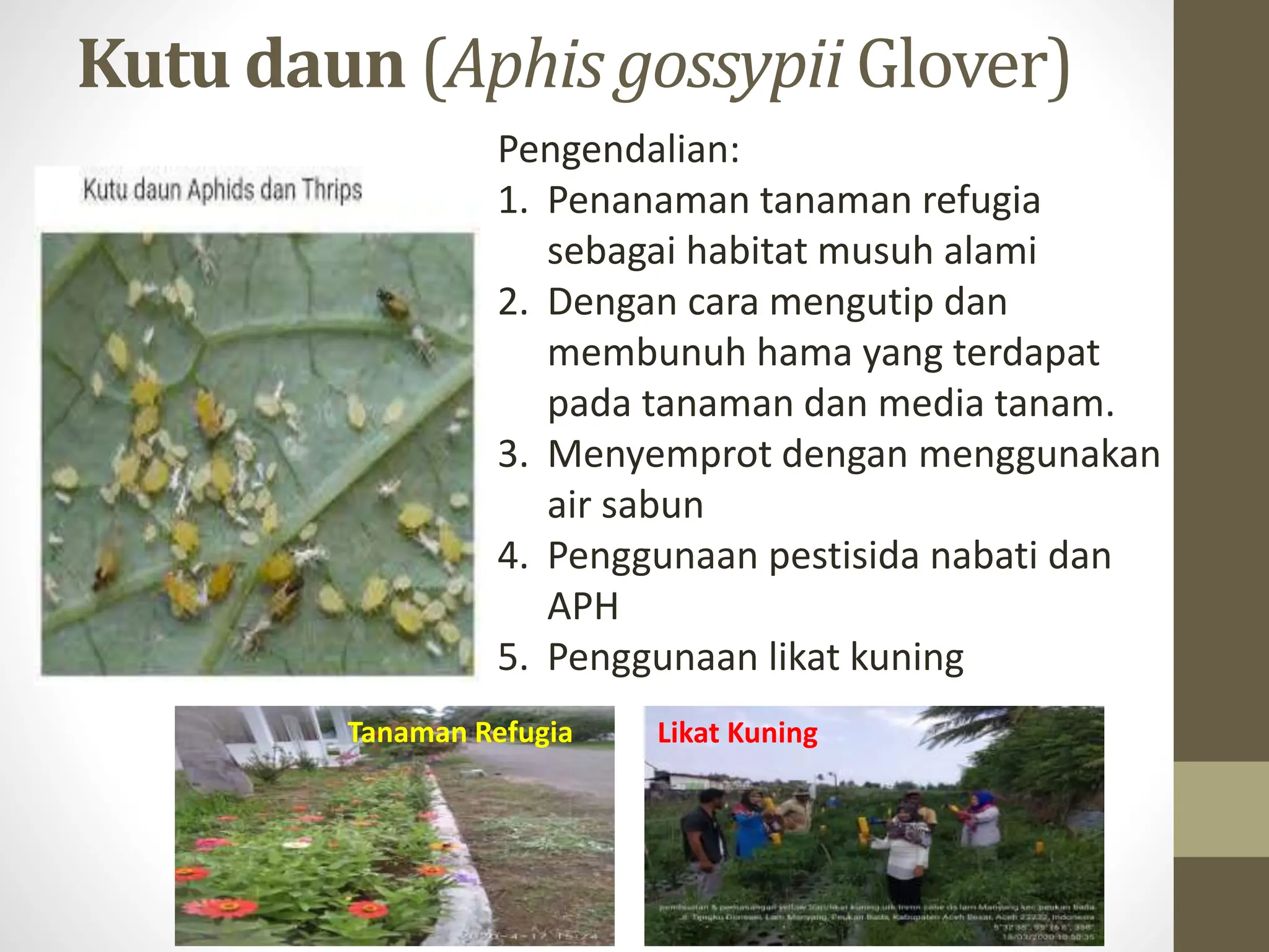 PENGENDALIAN_HAMA_SECARA_SEDERHANA_UNTUK_TANAMAN_DI_LAHAN.pptx