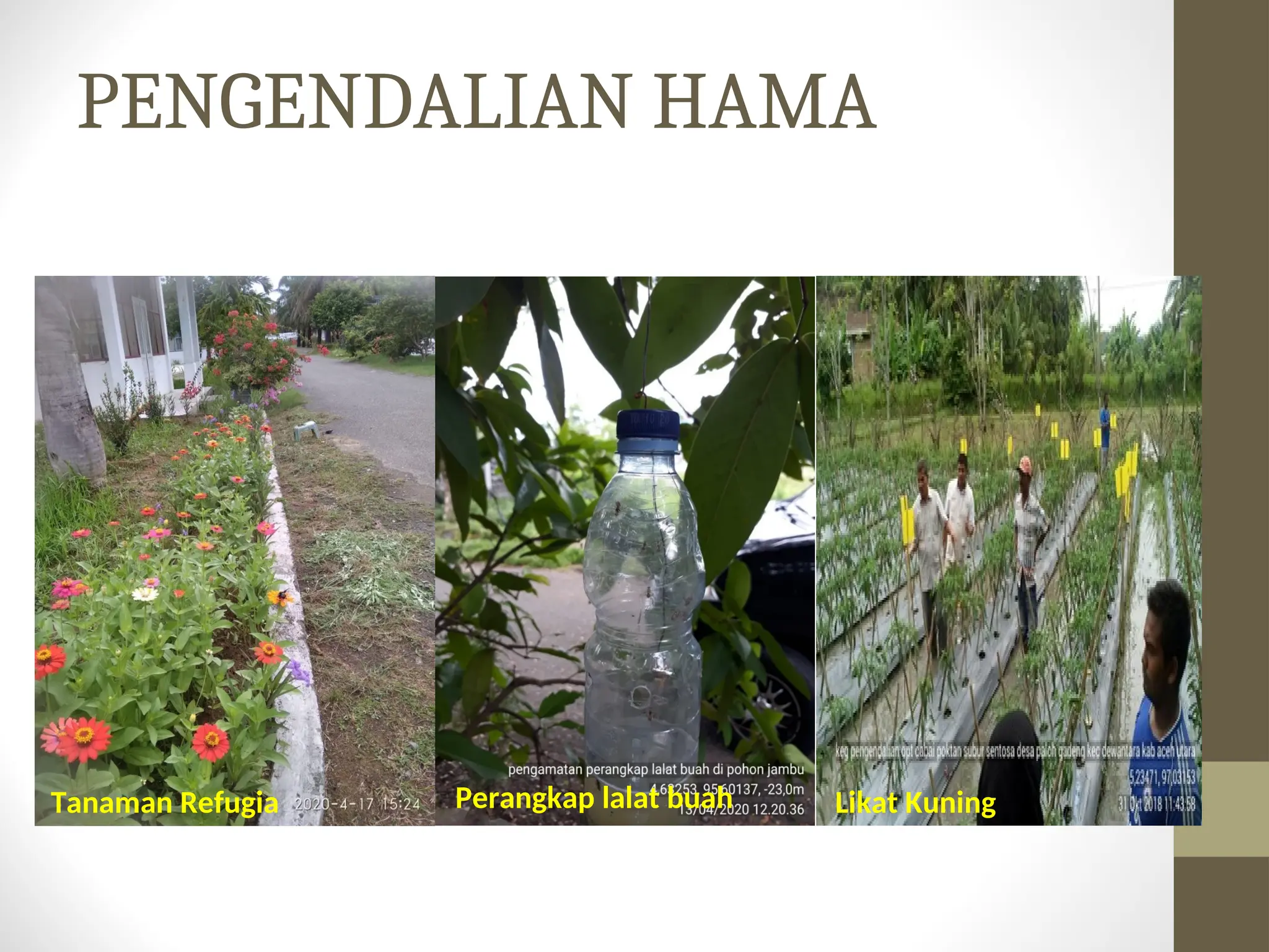 pengendalian hama secara sederhana untuk tanaman dilahan 2024.ppt