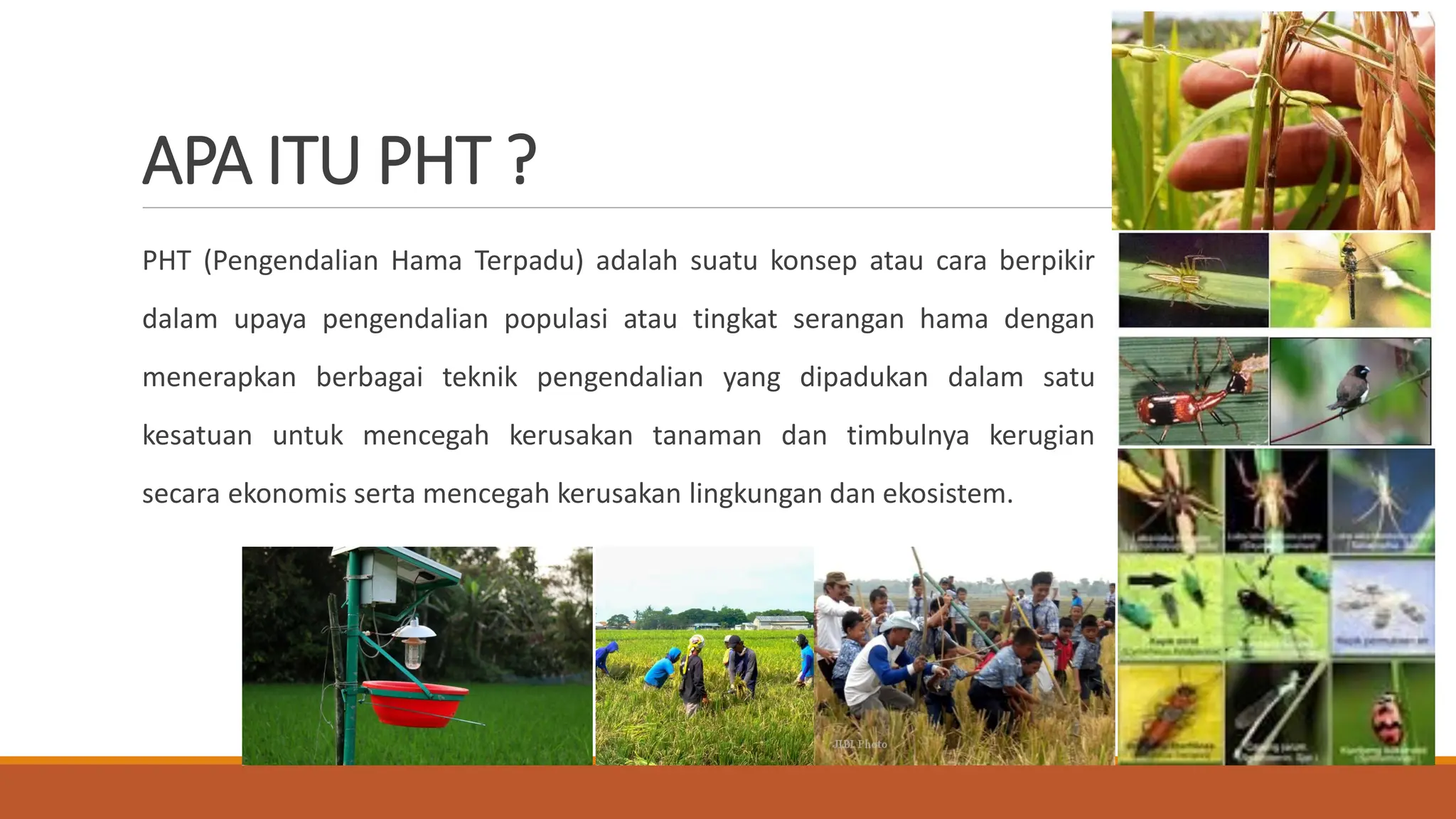 PENGENDALIAN HAMA TERPADU (PHT) pada tanaman padi | PDF