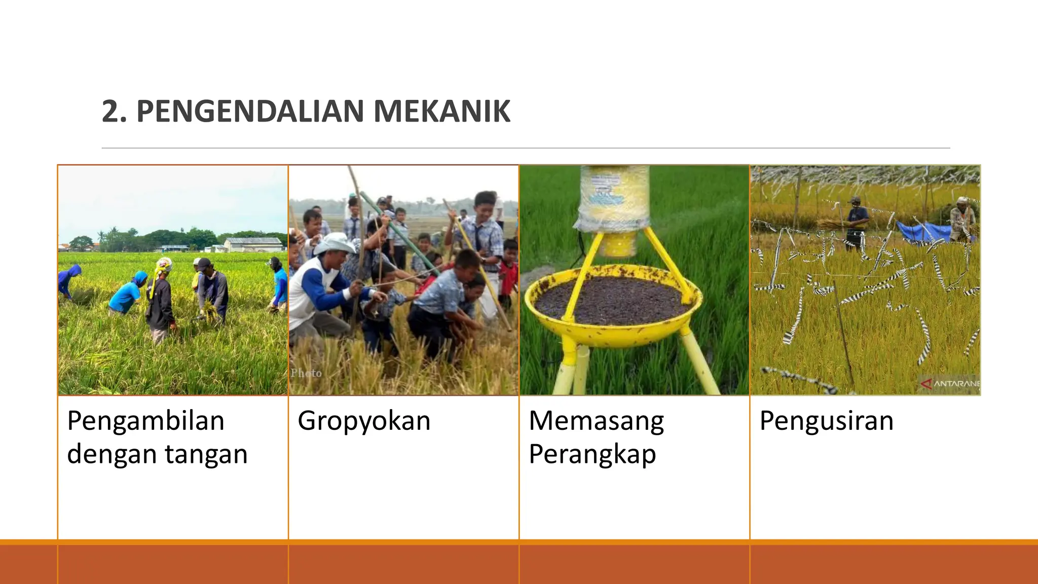 PENGENDALIAN HAMA TERPADU (PHT) pada tanaman padi | PDF