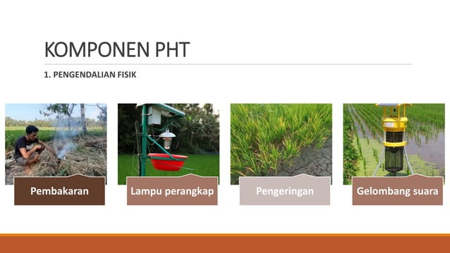 PENGENDALIAN HAMA TERPADU (PHT) pada tanaman padi | PDF