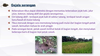 Berikut merupakan tayangan materi tentang pengendalian OPT Tikus pada ...