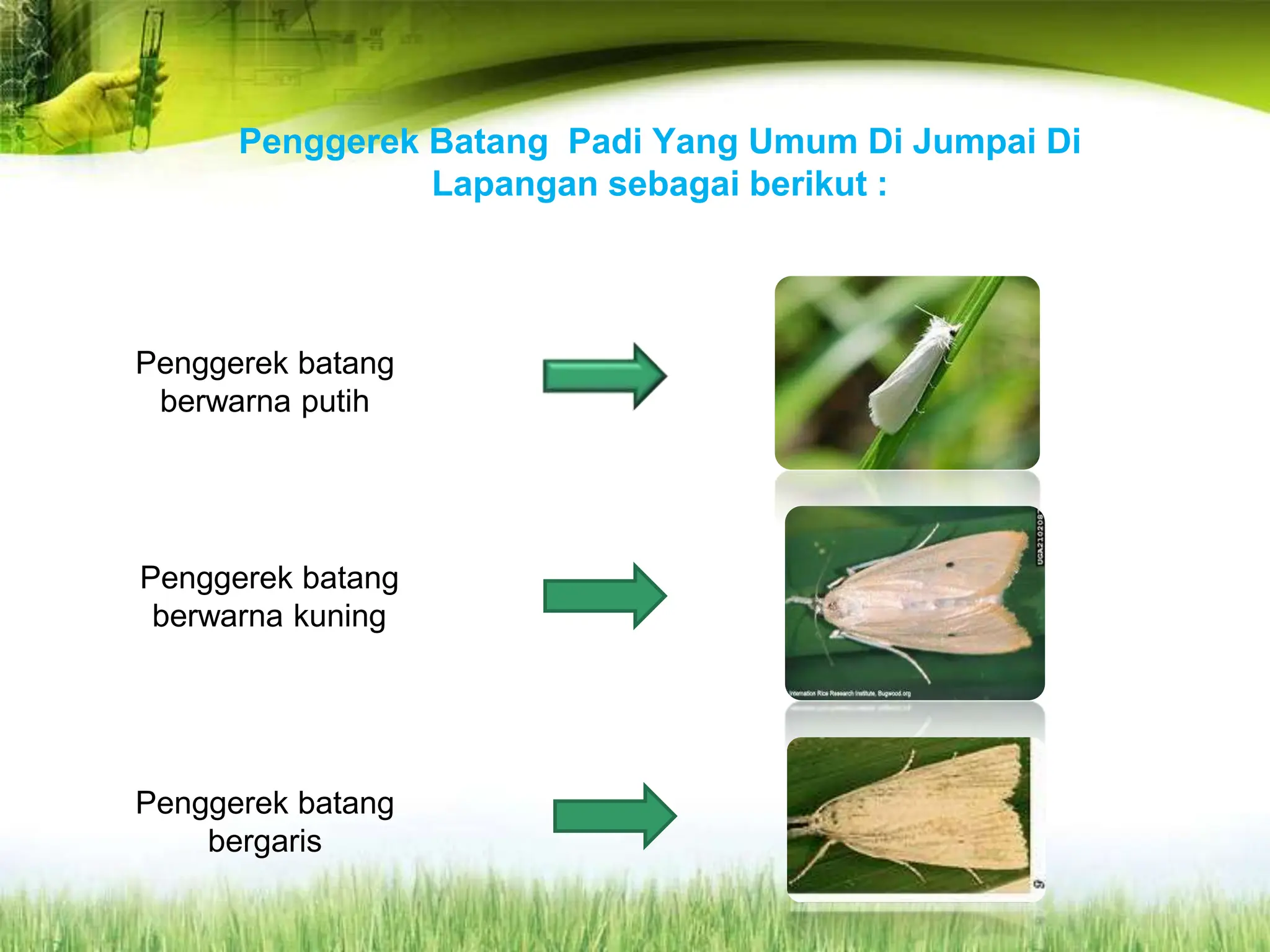 PENGENDALIAN PENGGEREK BATANG PADI SAWAH.pptx