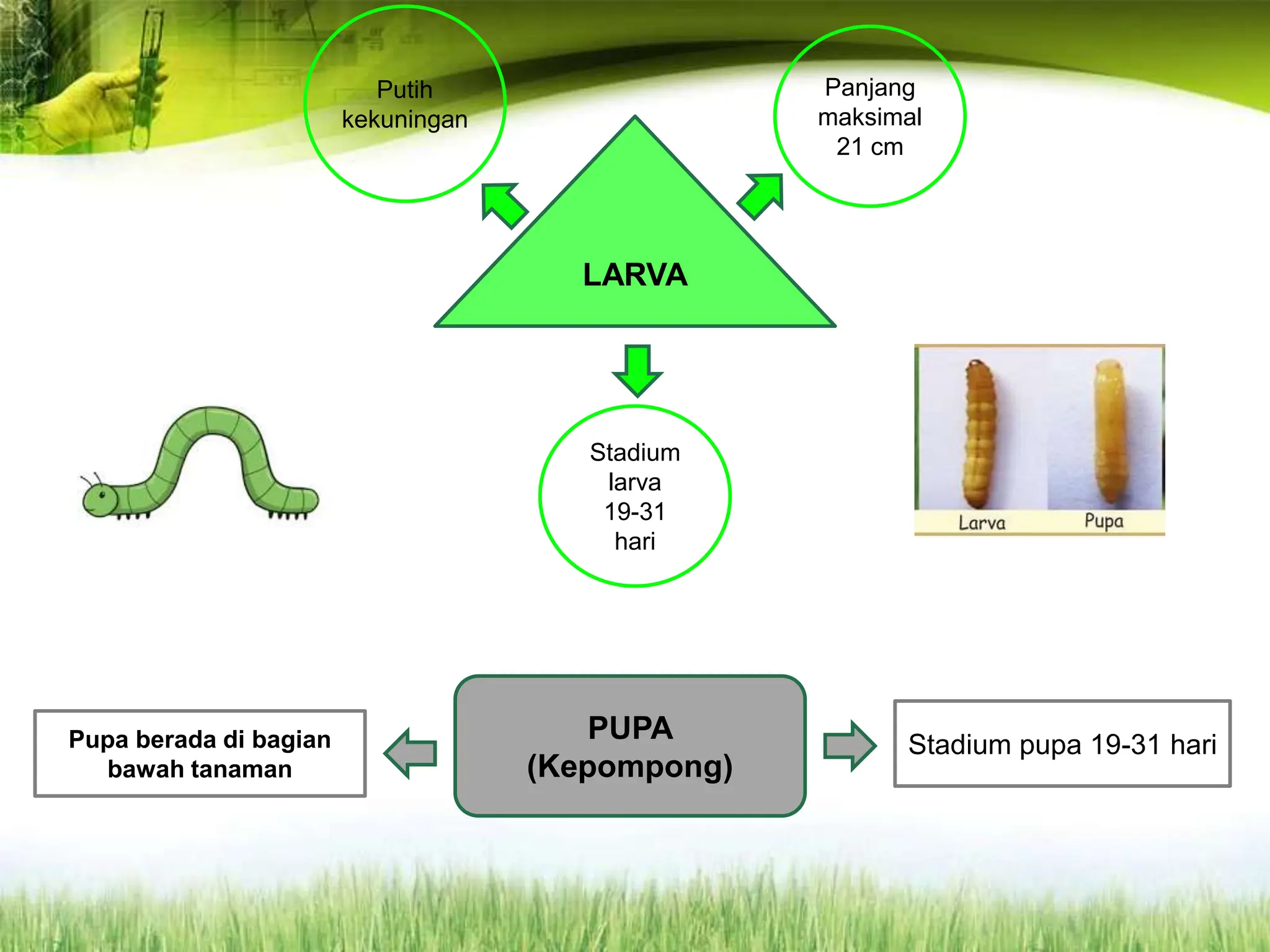 PENGENDALIAN PENGGEREK BATANG PADI SAWAH.pptx