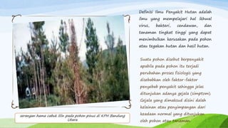 Pengendalian penyakit hutan | PPTX