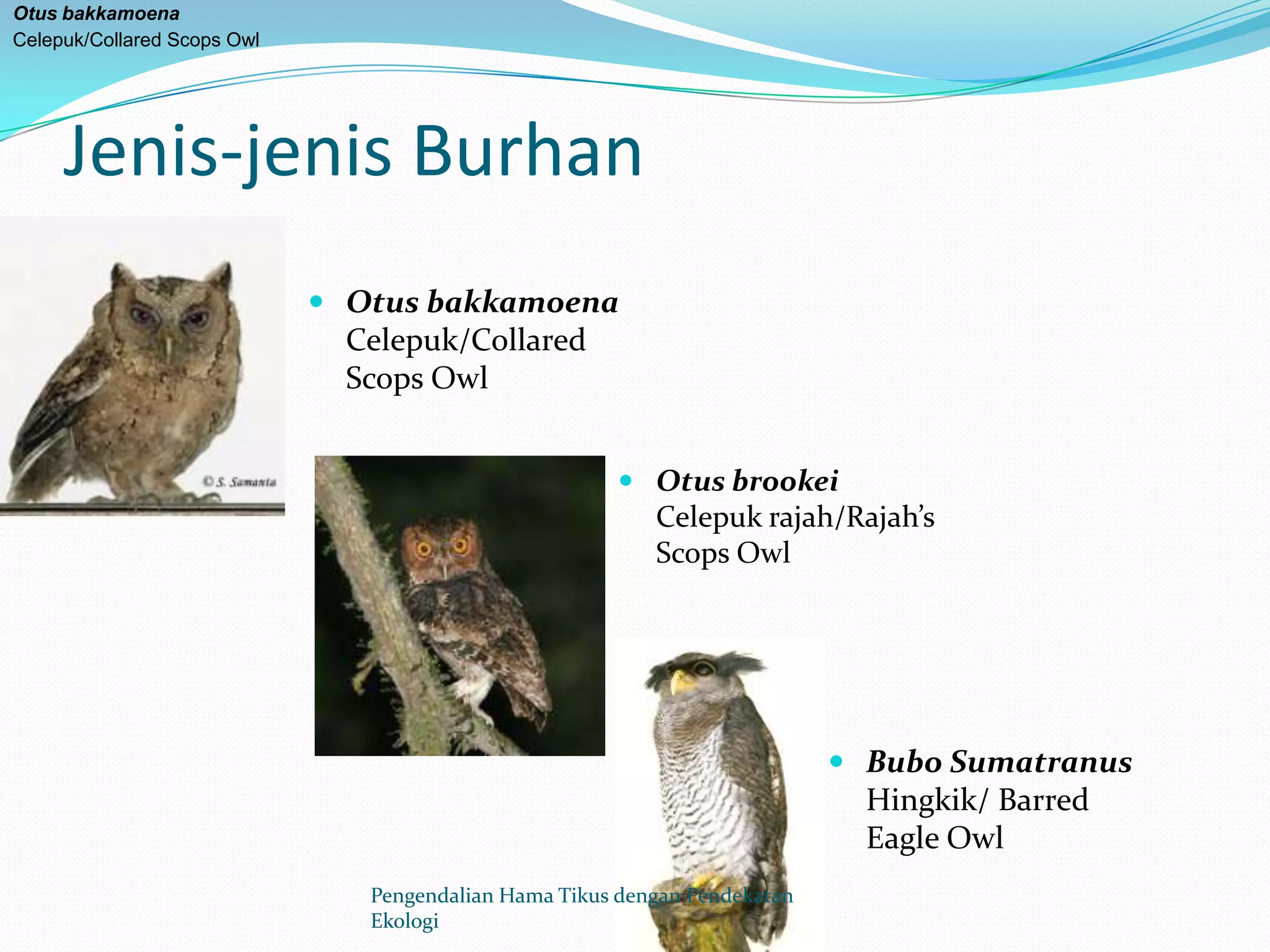 Pengendalian hama tikus dengan burung hantu | PPTX