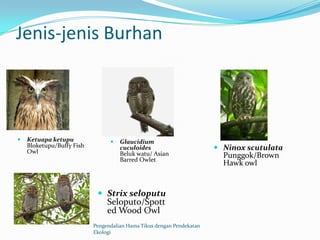 Pengendalian hama tikus dengan burung hantu | PPTX