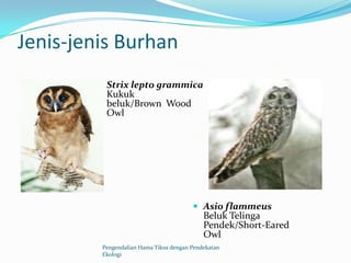 Pengendalian hama tikus dengan burung hantu | PPTX