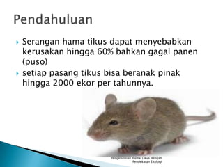 Pengendalian hama tikus dengan burung hantu | PPTX