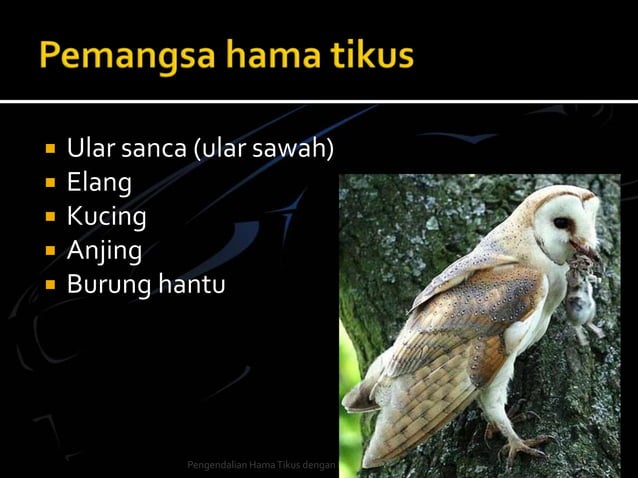 Pengendalian hama tikus dengan burung hantu | PPTX