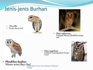 Pengendalian hama tikus dengan burung hantu | PPTX