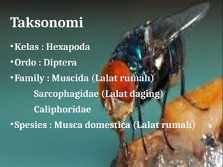 PENGENDALIAN VEKTOR-LALAT (KESEHATAN MASYARAKAT).pptx